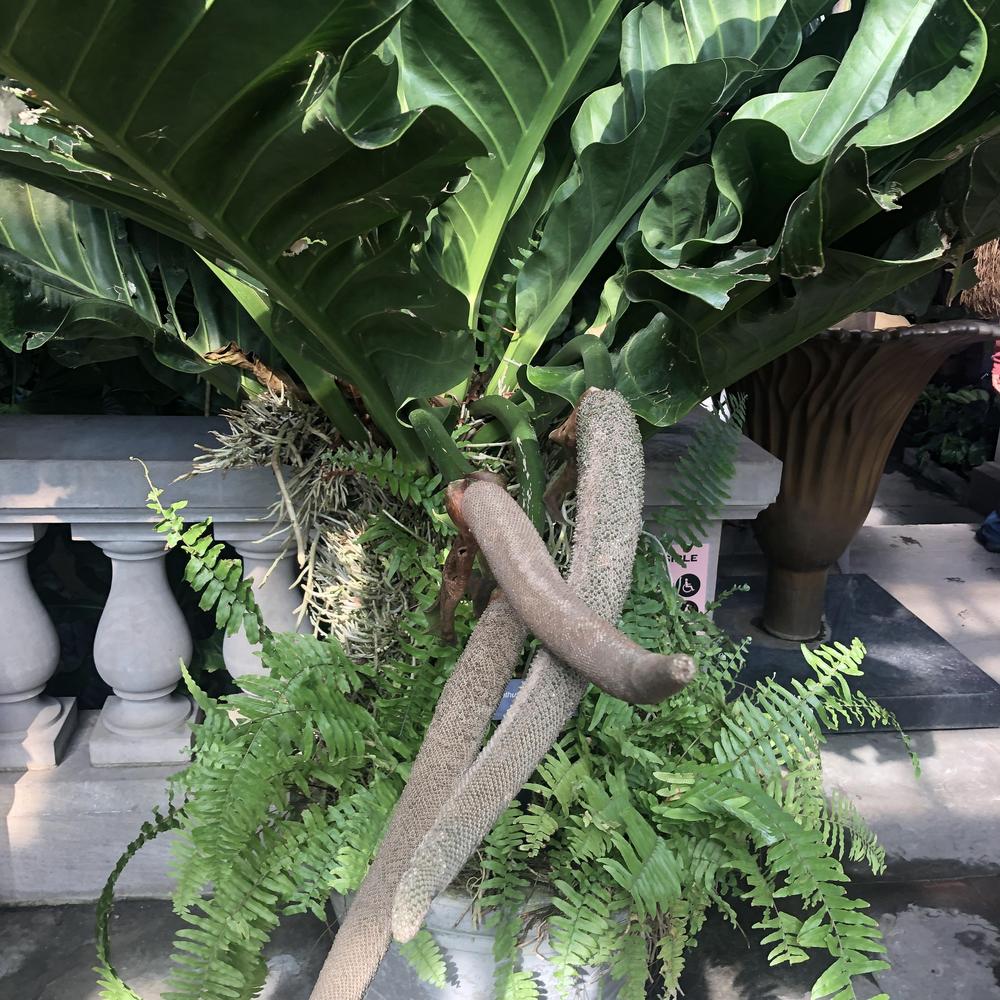 Photo of the entire plant of Anthurium cubense posted by sedumzz ...