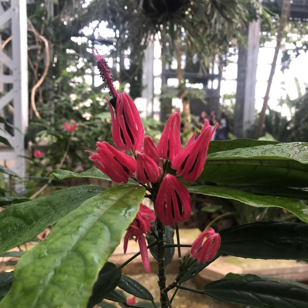 Photo of the bloom of Brazilian Candles (Pavonia multiflora) posted by ...