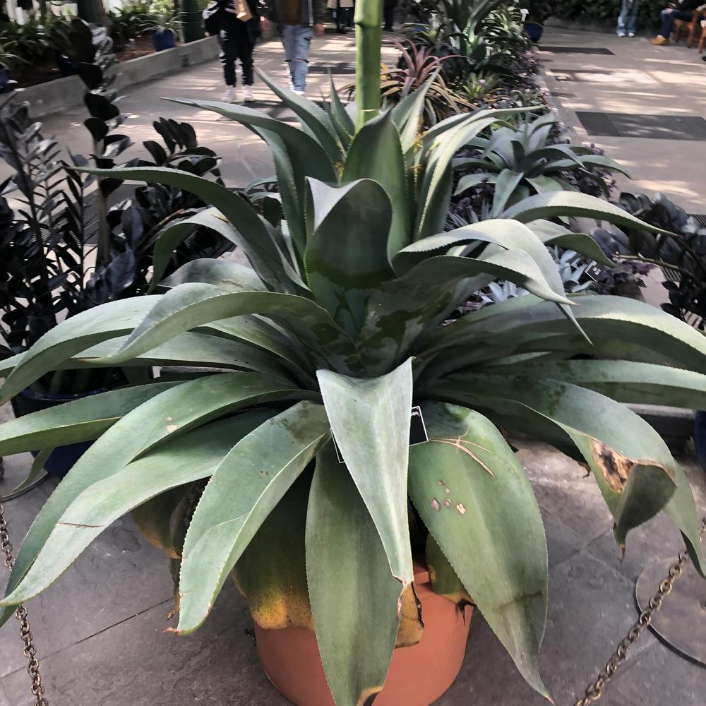 Photo of the entire plant of Mangave (Agave 'Aztec King') posted by ...