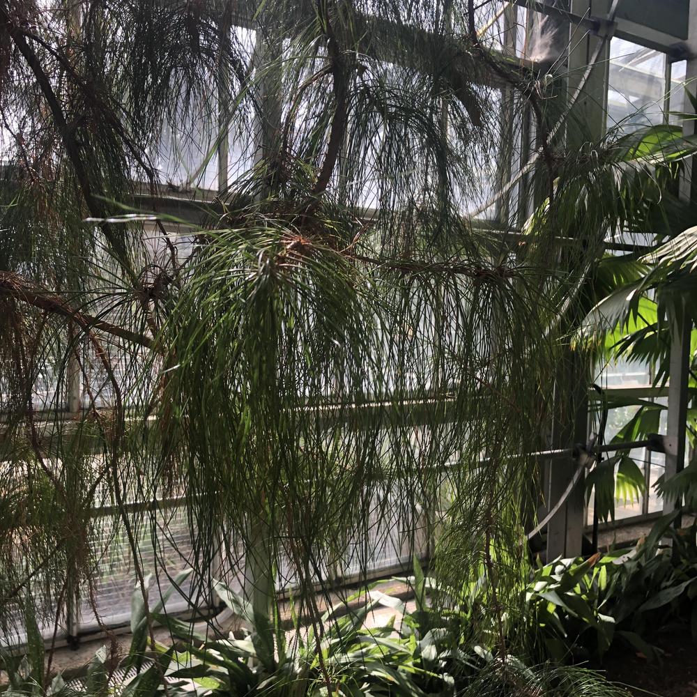 Photo of the leaves of Caribbean Pine (Pinus caribaea) posted by ...