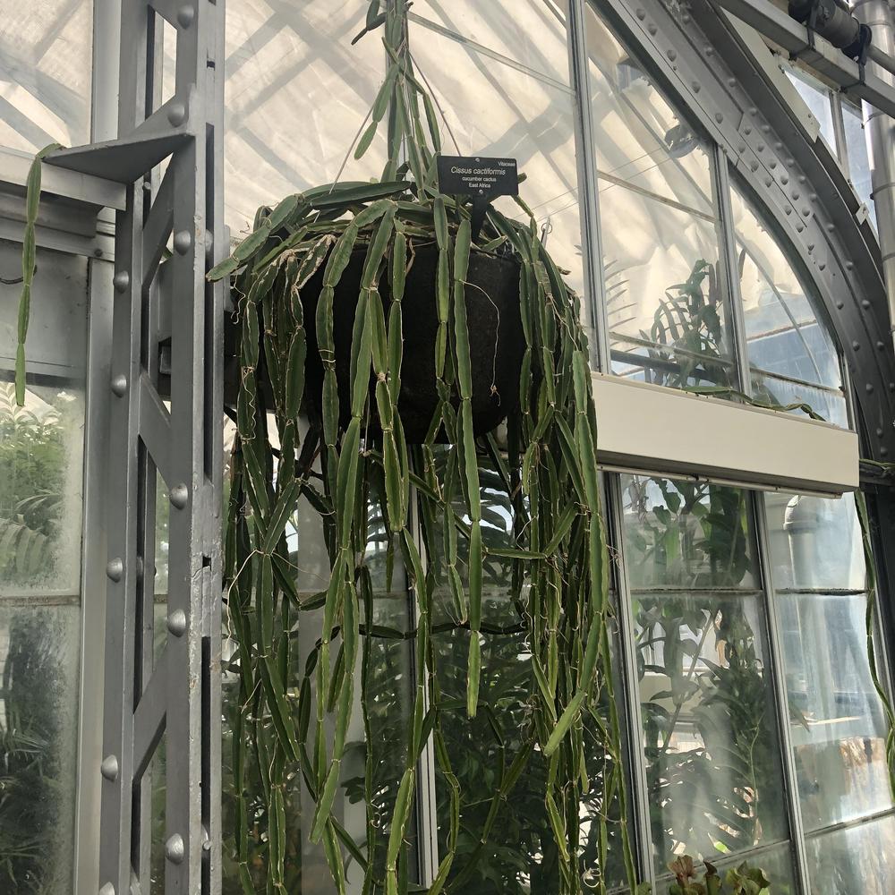 Photo of the entire plant of Cucumber Cactus (Cissus cactiformis ...