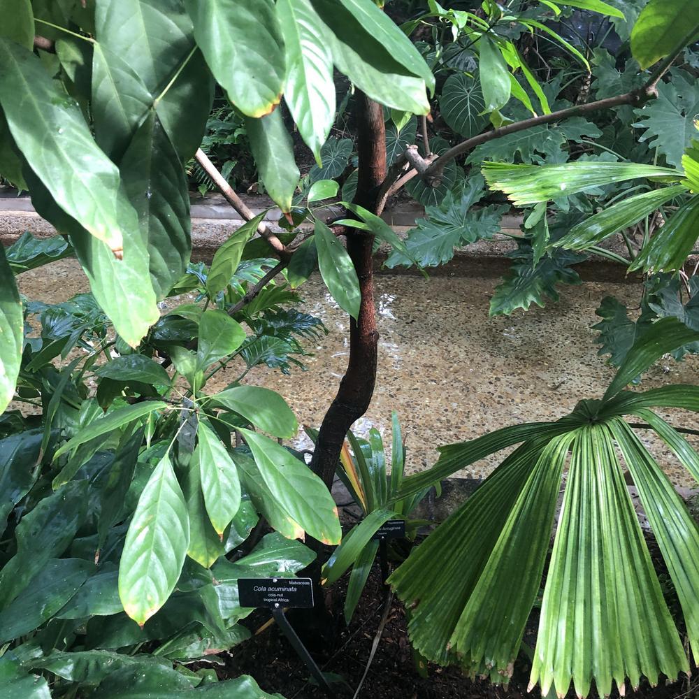 Cola Nut (Cola acuminata) - Garden.org