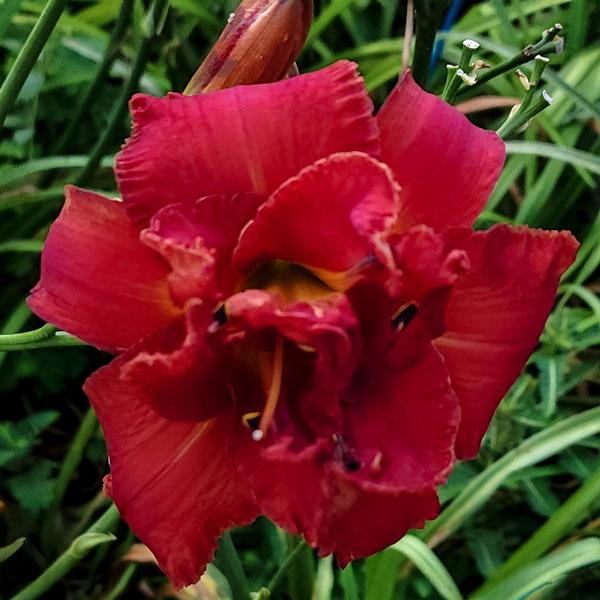 Daylily (Hemerocallis 'Berry Best Friends') in the Daylilies Database ...