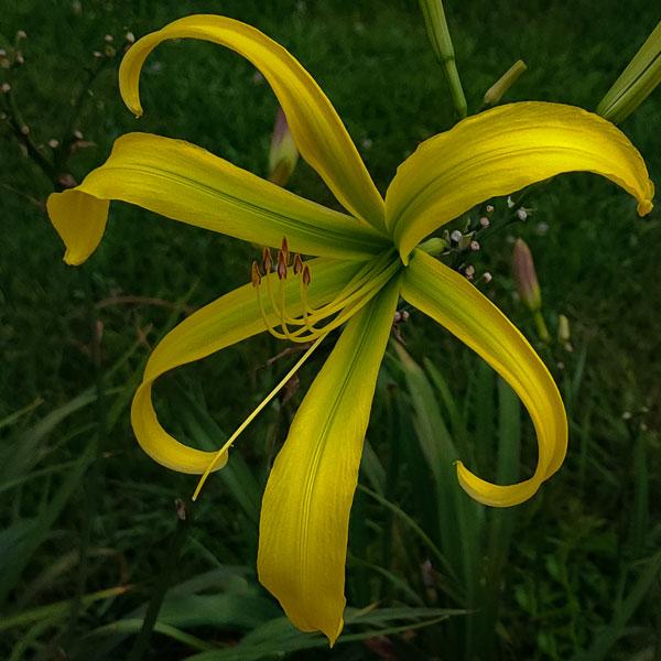 Daylily (Hemerocallis 'Spider Dance') in the Daylilies Database ...