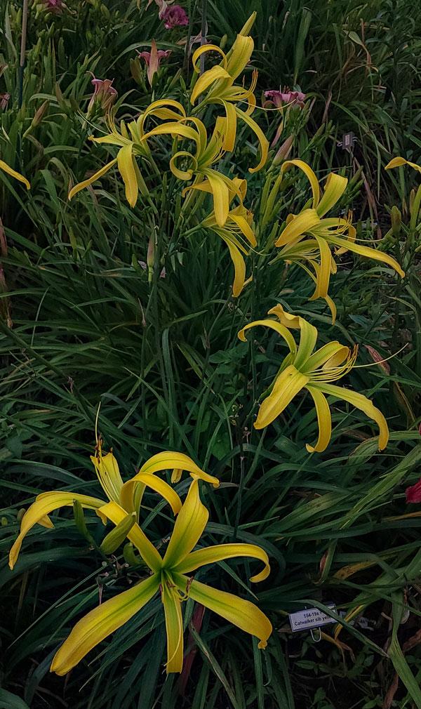 Photo of the entire plant of Daylily (Hemerocallis 'Spider Dance ...