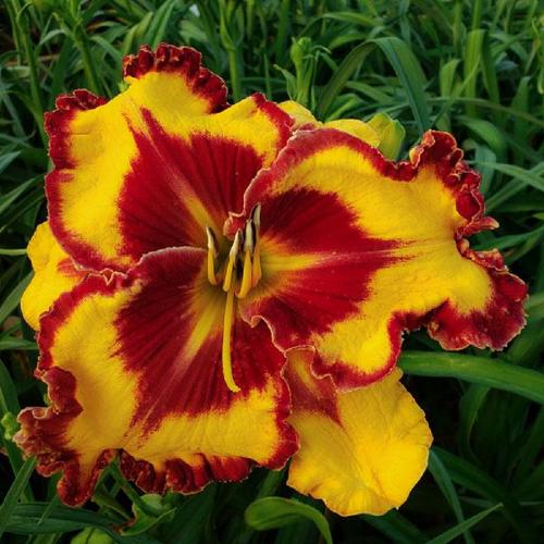 Daylily (Hemerocallis 'Spacecoast Take the Red Eye') in the Daylilies Database - Garden.org