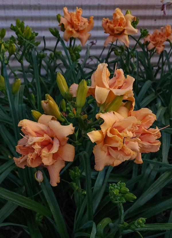 Photo of the bloom of Daylily (Hemerocallis 'Spacecoast Double Tootie ...