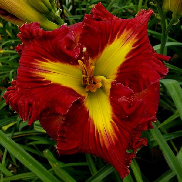 Daylily (Hemerocallis 'Spacecoast Groovy Ruby') in the Daylilies Database - Garden.org