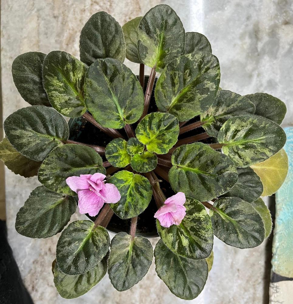 Photo of the entire plant of African Violet (Streptocarpus 'Lillian in ...