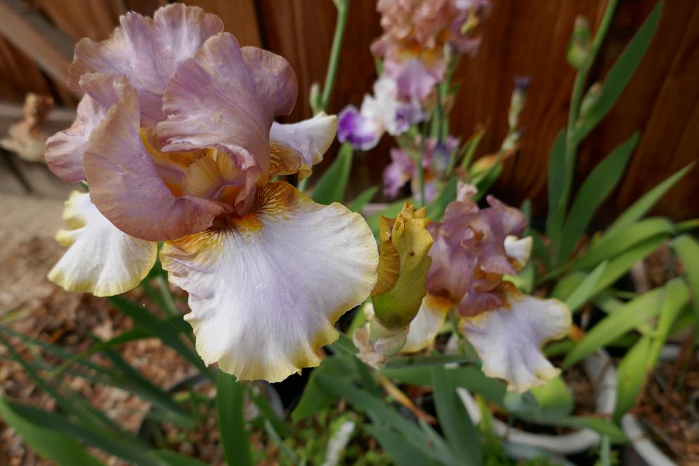 Photo of the bloom of Tall Bearded Iris (Iris 'Chocolate Topping ...