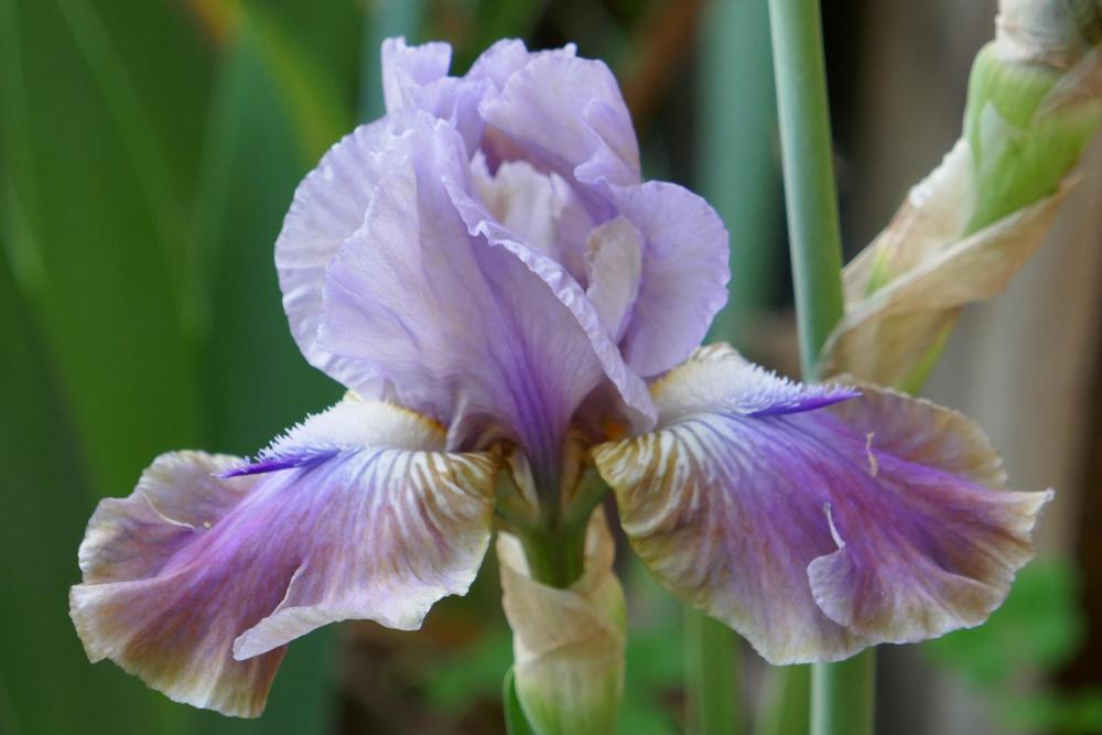Photo of the bloom of Intermediate Bearded Iris (Iris 'Berry Splatter ...