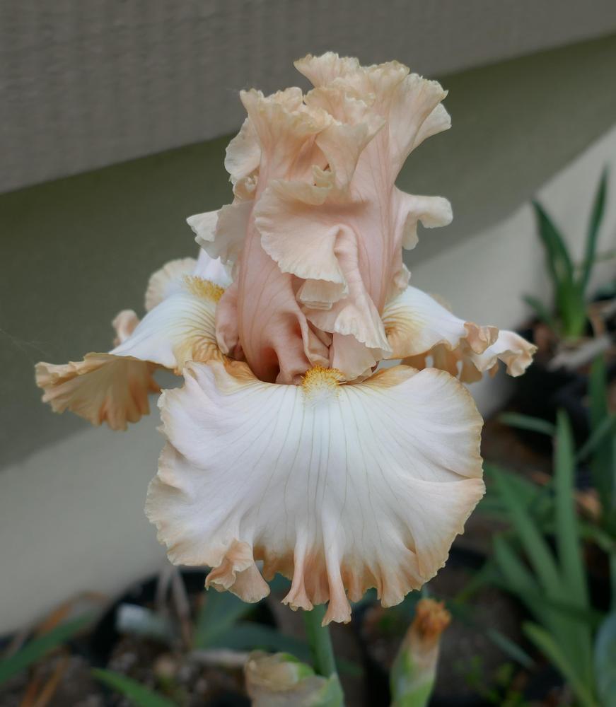 Photo of the bloom of Tall Bearded Iris (Iris 'Chiffon Swirl') posted ...