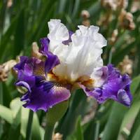 Photo of the bloom of Tall Bearded Iris (Iris 'Cover of Rolling Stone ...