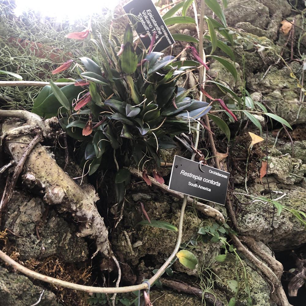 Orchid (Restrepia contorta) - Garden.org