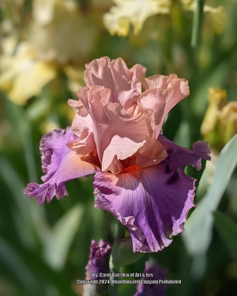 Photo of the bloom of Tall Bearded Iris (Iris 'Discovered Treasure') posted by Artsee1 - Garden.org