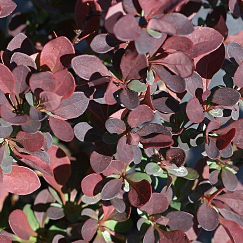 Photo of the leaves of Japanese Barberry (Berberis thunbergii Sunjoy ...