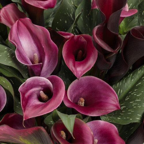 Photo of the bloom of Calla Lily (Zantedeschia 'Valencia') posted by ...