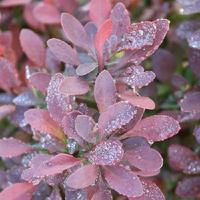Photo of the leaves of Japanese Barberry (Berberis thunbergii Sunjoy ...