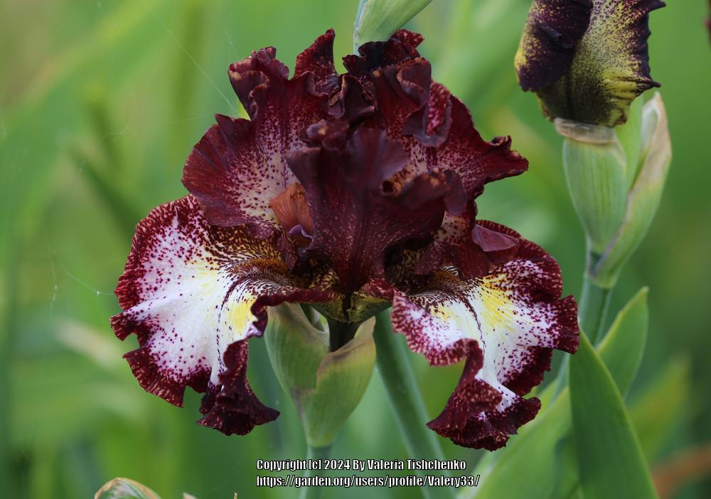 Photo of the bloom of Tall Bearded Iris (Iris 'Vista Point') posted by ...