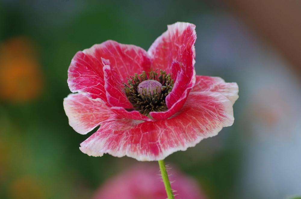Photo of the bloom of Shirley Poppy (Papaver rhoeas 'Angels Choir Mixed ...