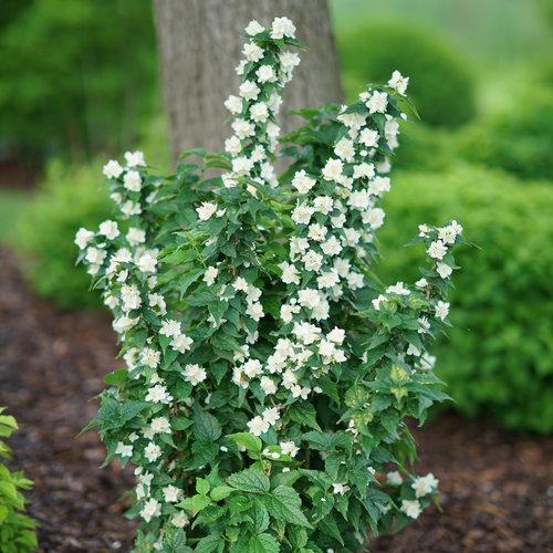 Photo of the entire plant of Sweet Mock Orange (Philadelphus coronarius Illuminati Tower ...