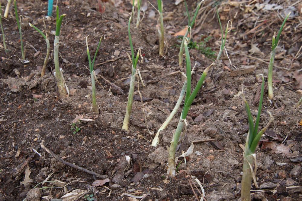 Photo of the seedling or young plant of Sweet Onion (Allium cepa ...
