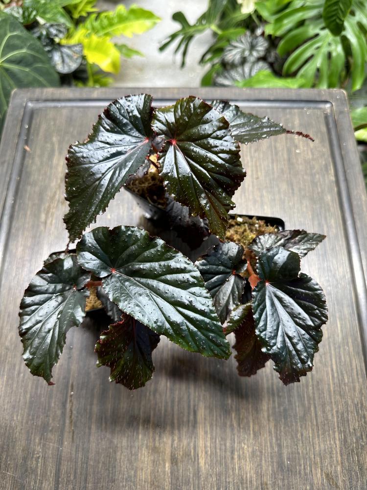 Begonia 'Arabian Sunset' in the Begonias Database - Garden.org