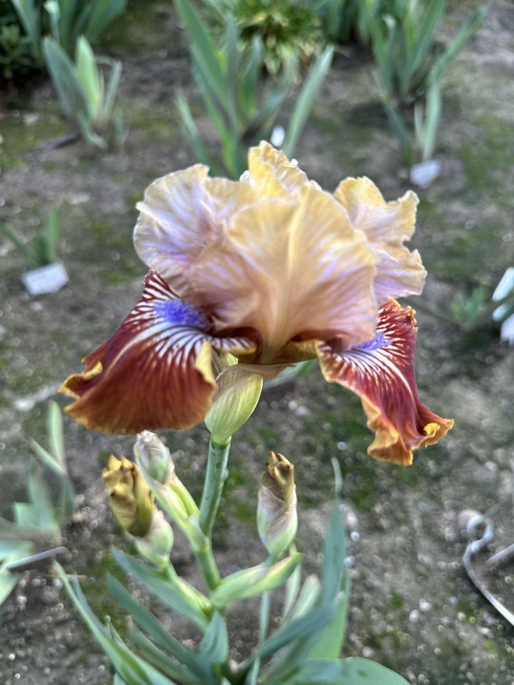 Photo of the bloom of Intermediate Bearded Iris (Iris 'Fall Decor ...