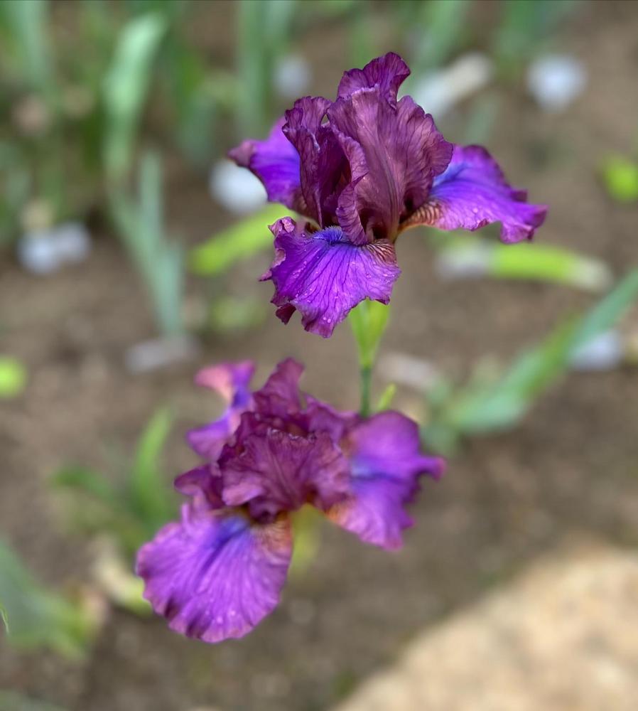 Photo of the bloom of Intermediate Bearded Iris (Iris 'Candy Rock ...