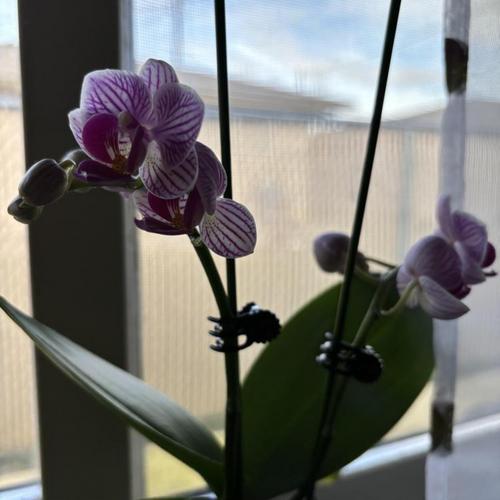Orchid (Phalaenopsis Little Gem Stripes) - Garden.org