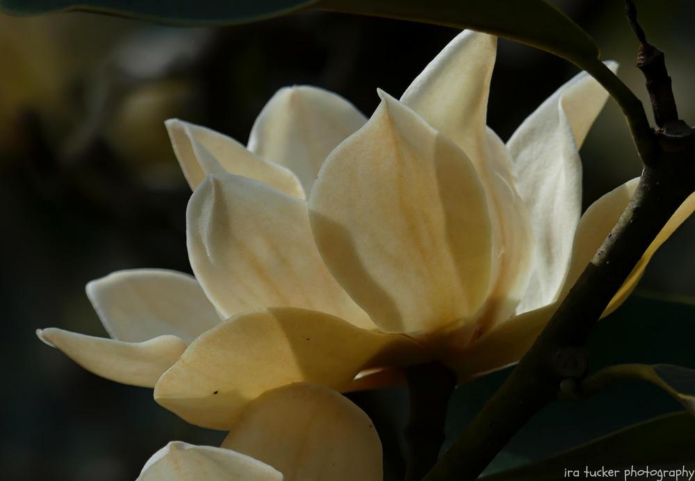 Photo of the bloom of Port Wine Magnolia (Magnolia 'Eternal Spring ...