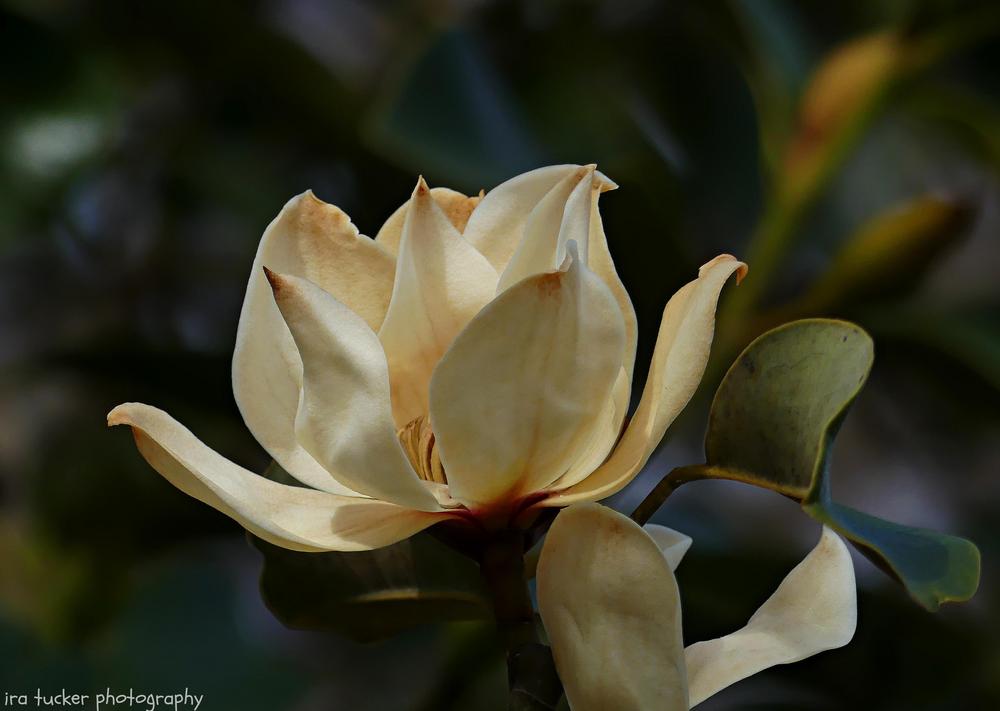 Photo of the bloom of Port Wine Magnolia (Magnolia 'Eternal Spring ...
