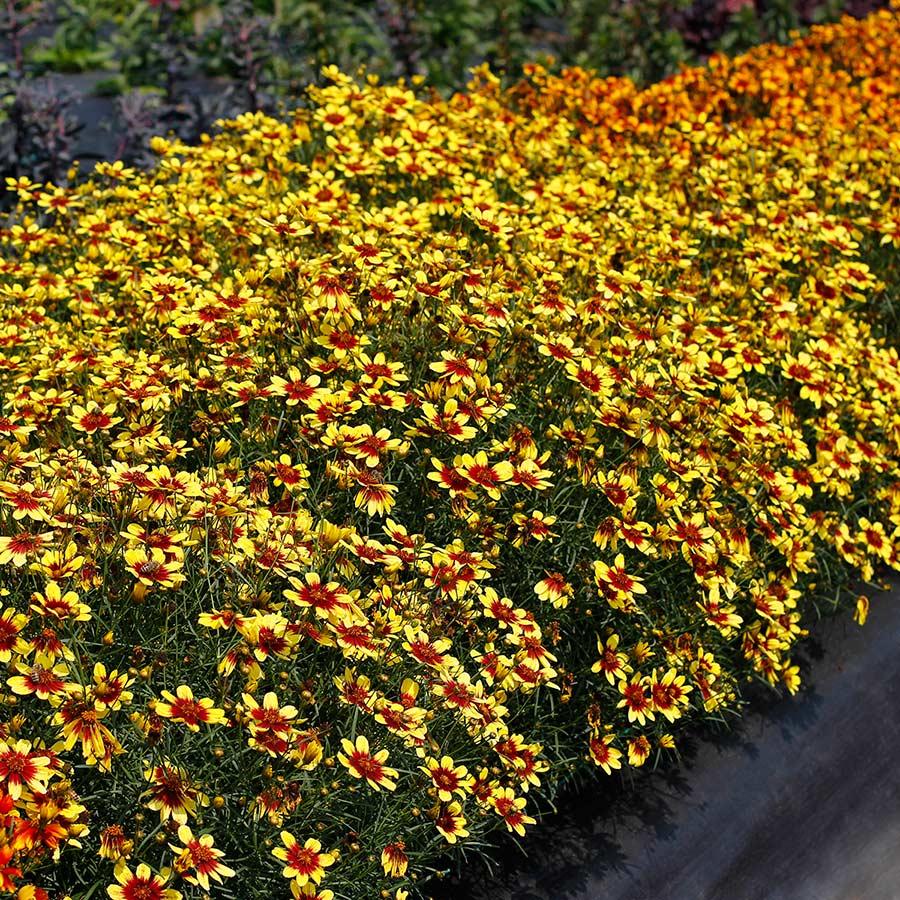 Photo of the bloom of Tickseed (Gyrophyllum verticillatum Sunstar™ Gold ...