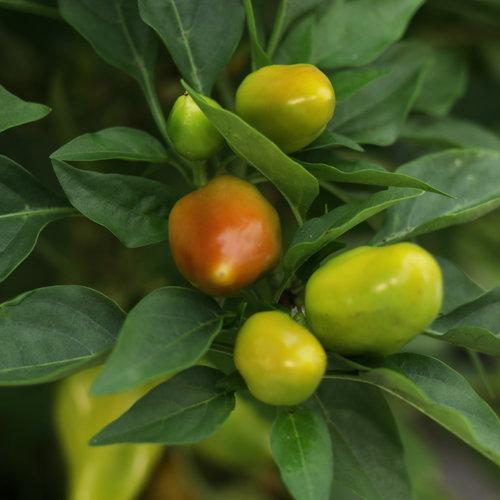 Photo of the fruit of Hot Pepper (Capsicum annuum Fire Away® Hot and ...