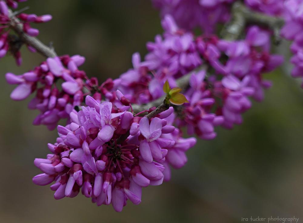 Photo of the bloom of Hybrid Redbud (Cercis 'Big John') posted by ...