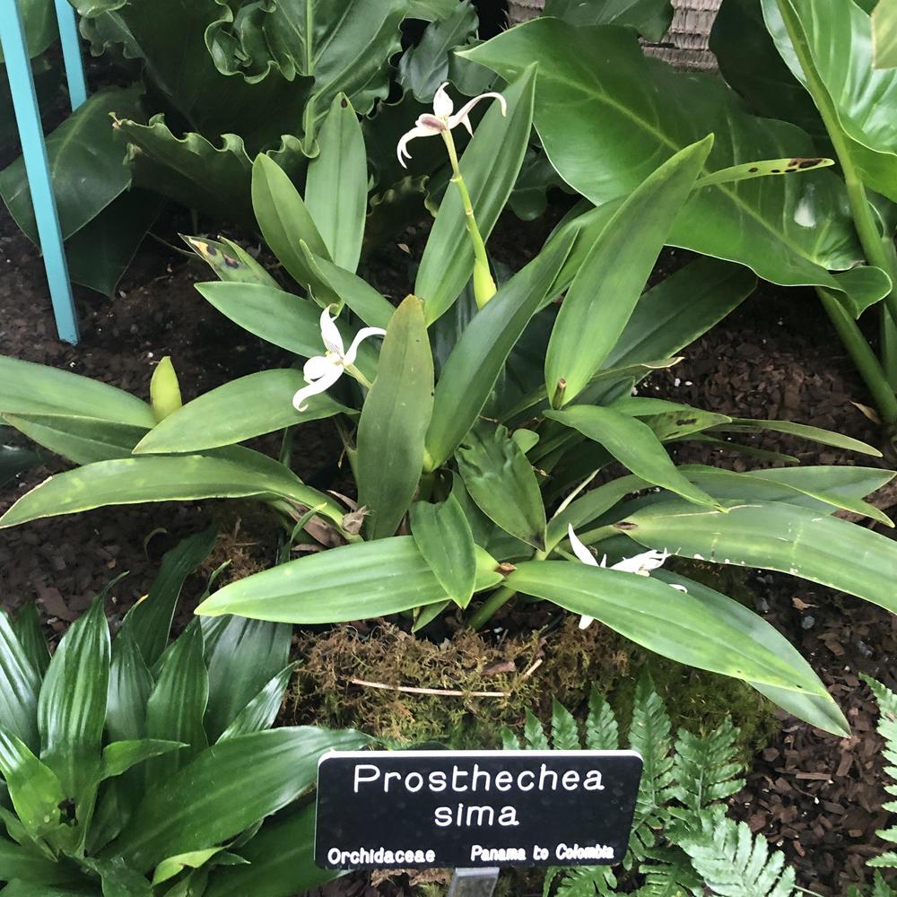 Photo of the entire plant of Orchid (Prosthechea sima) posted by ...