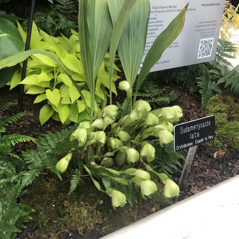 Photo of the entire plant of Orchid (Sudamerlycaste lata) posted by ...