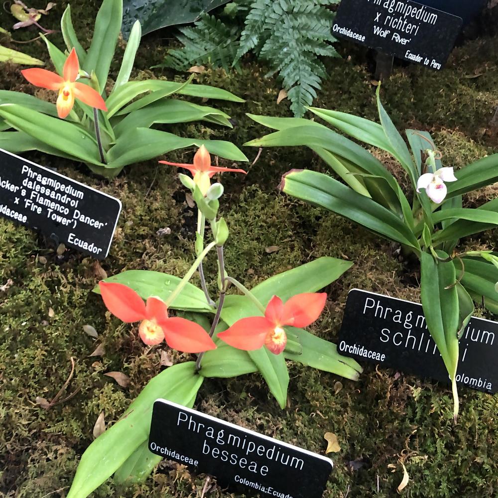 Photo of the entire plant of Orchid (Phragmipedium besseae) posted by ...