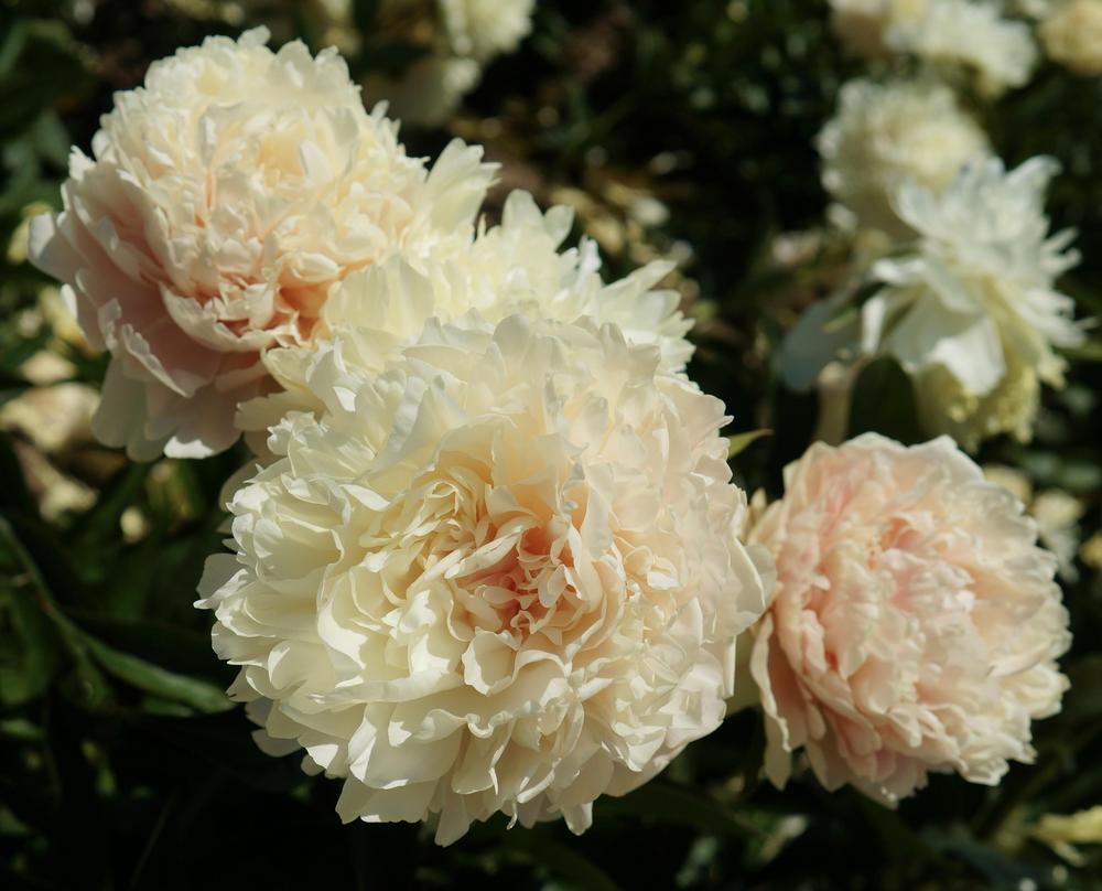Photo of the bloom of Peony (Paeonia 'Summer Glow') posted by ...
