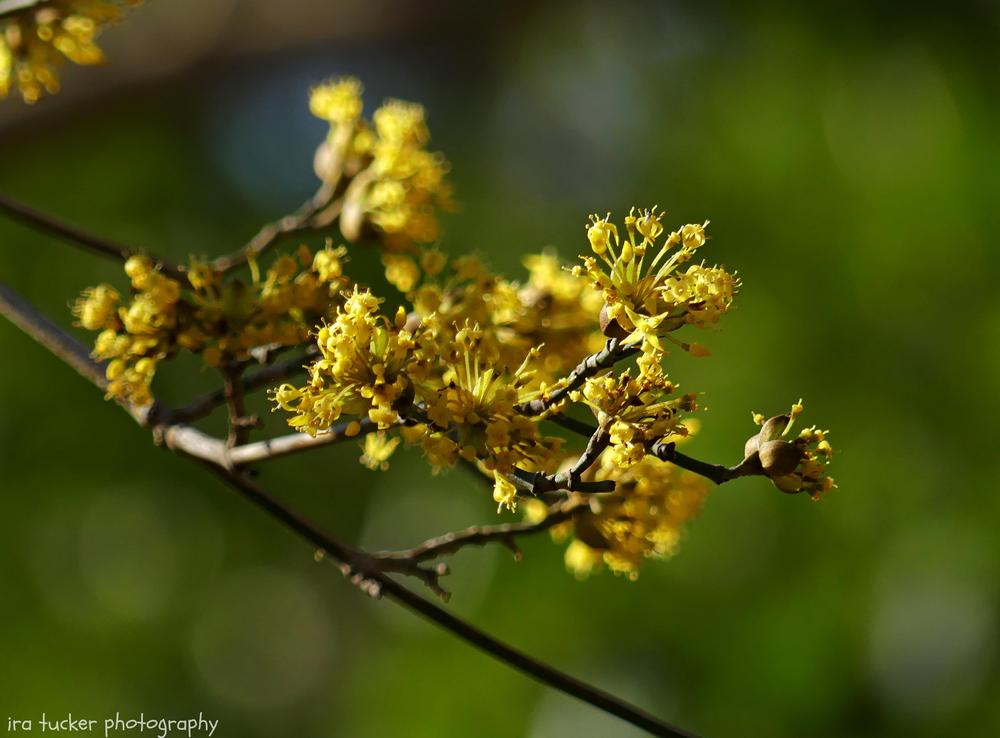 Photo of the bloom of Cornelian Cherry (Cornus officinalis 'Spring Glow ...