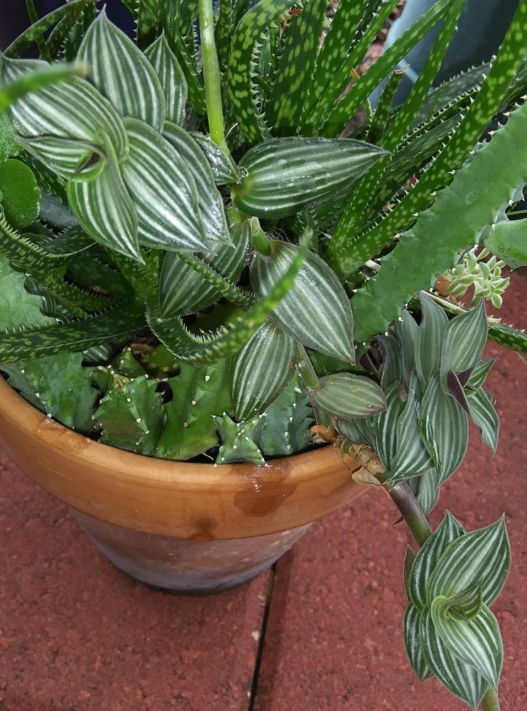 Striped Inch Plant (Callisia gentlei var. elegans) - Garden.org