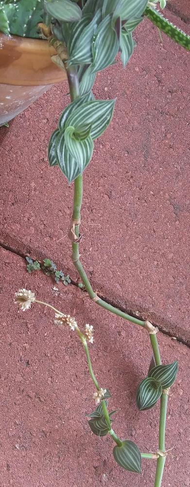 Photo of the stem, scape, stalk or bark of Striped Inch Plant (Callisia ...