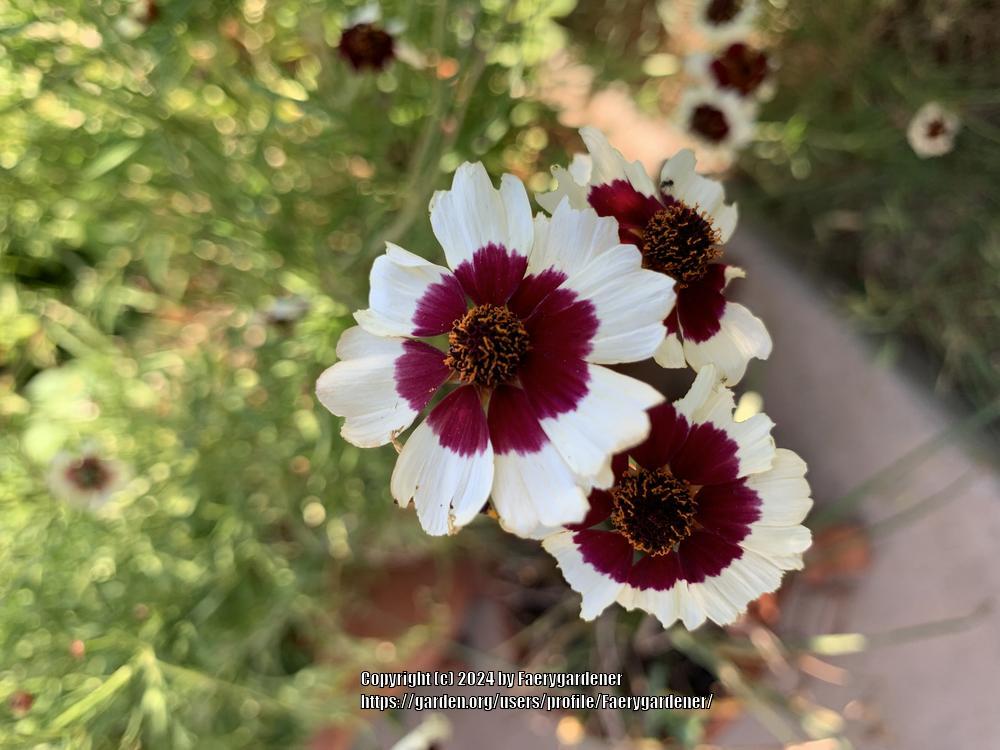 Photo of the bloom of Coreopsis 'Incredible! Swirl' posted by ...