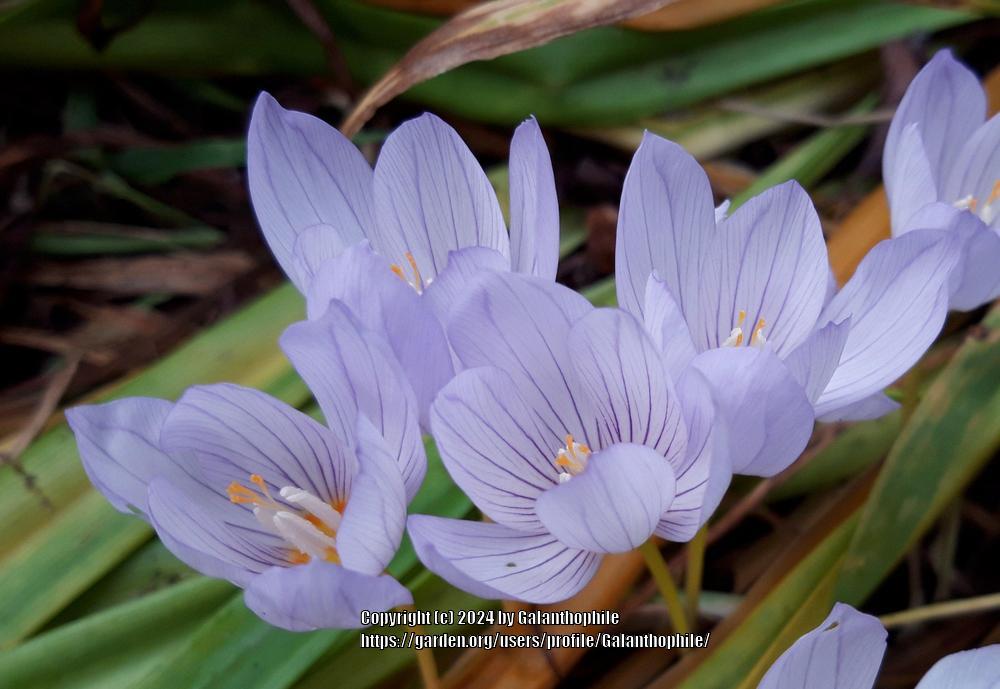 Photo of the bloom of Crocus (Crocus kotschyanus subsp. kotschyanus ...