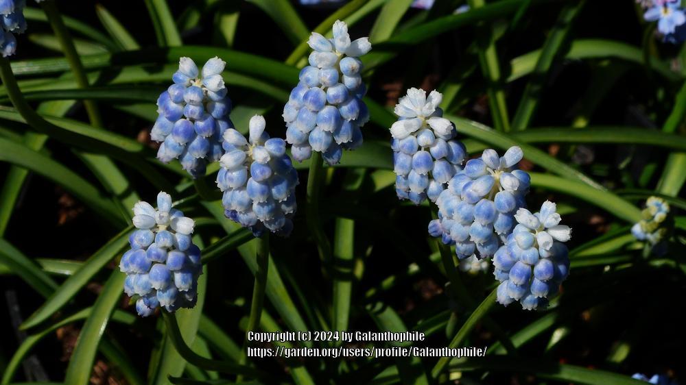 Photo of the bloom of Grape Hyacinth (Muscari 'Peppermint') posted by ...