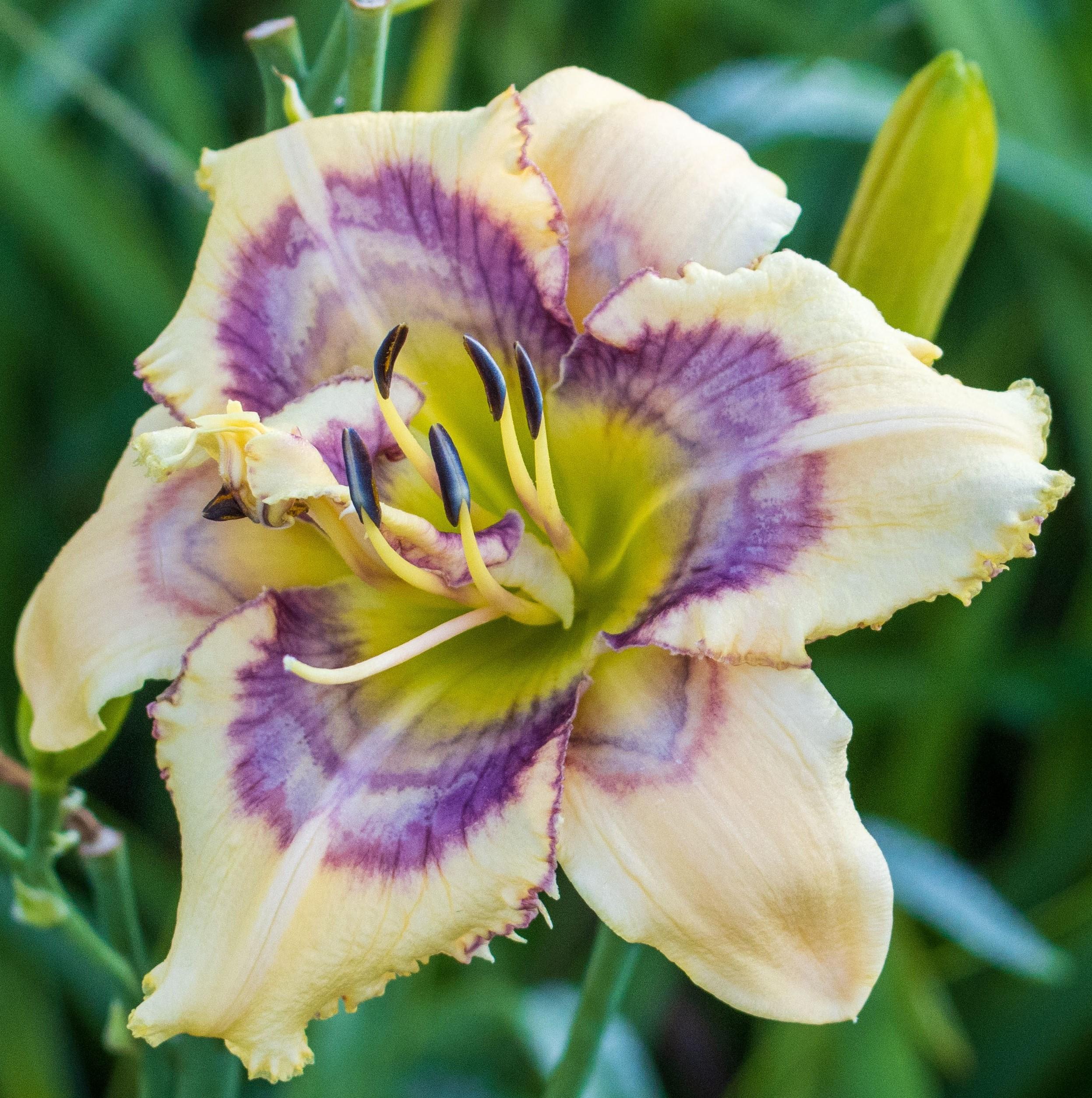 Daylily (Hemerocallis 'Compulsive Pollinator') in the Daylilies Database - Garden.org
