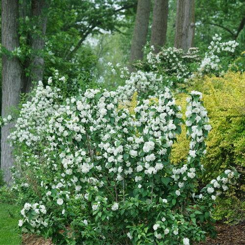 Photo of the entire plant of Mock Orange (Philadelphus coronarius Illuminati Spice™) posted by ...