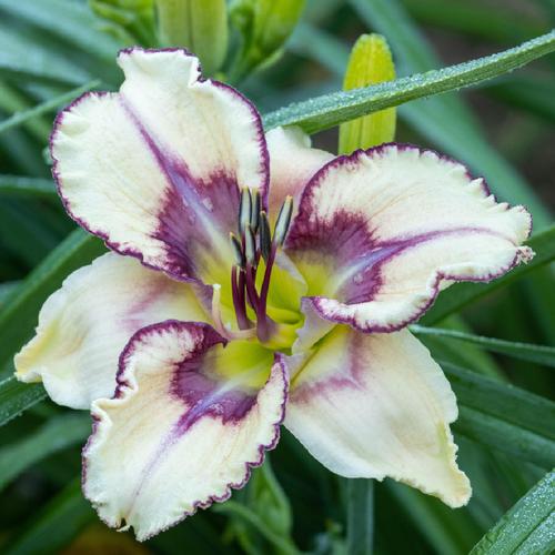 Daylily (Hemerocallis 'Mystic Message') in the Daylilies Database ...