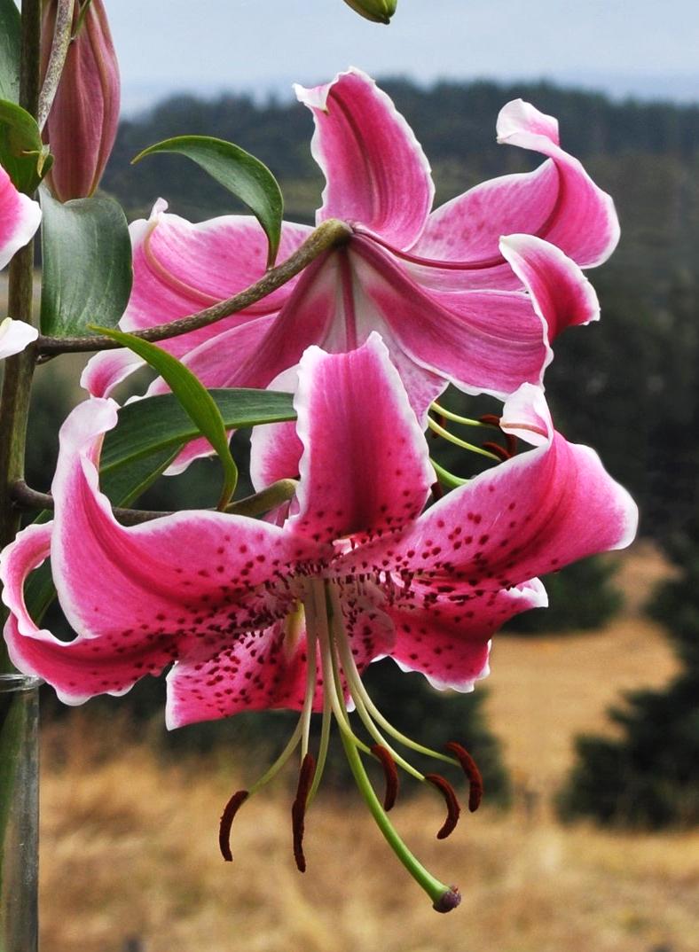 Photo of the bloom of Lily (Lilium 'Song of Japan') posted by Joy ...