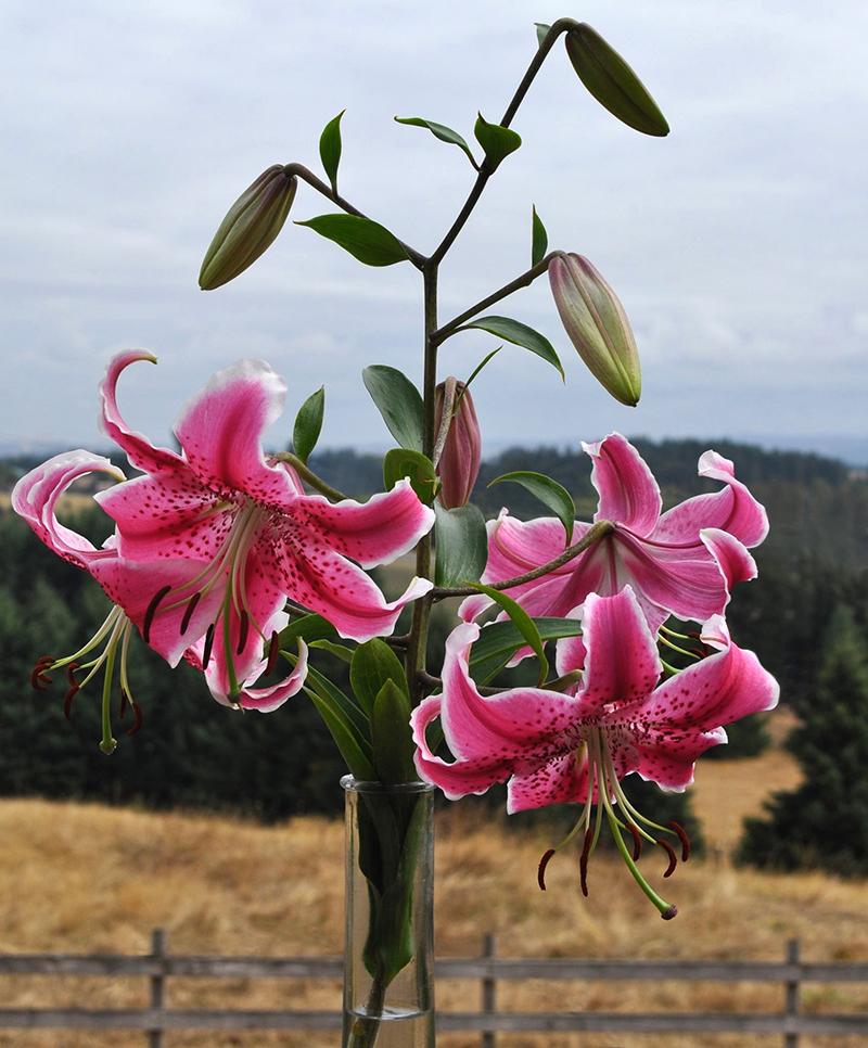 Photo of the bloom of Lily (Lilium 'Song of Japan') posted by Joy ...